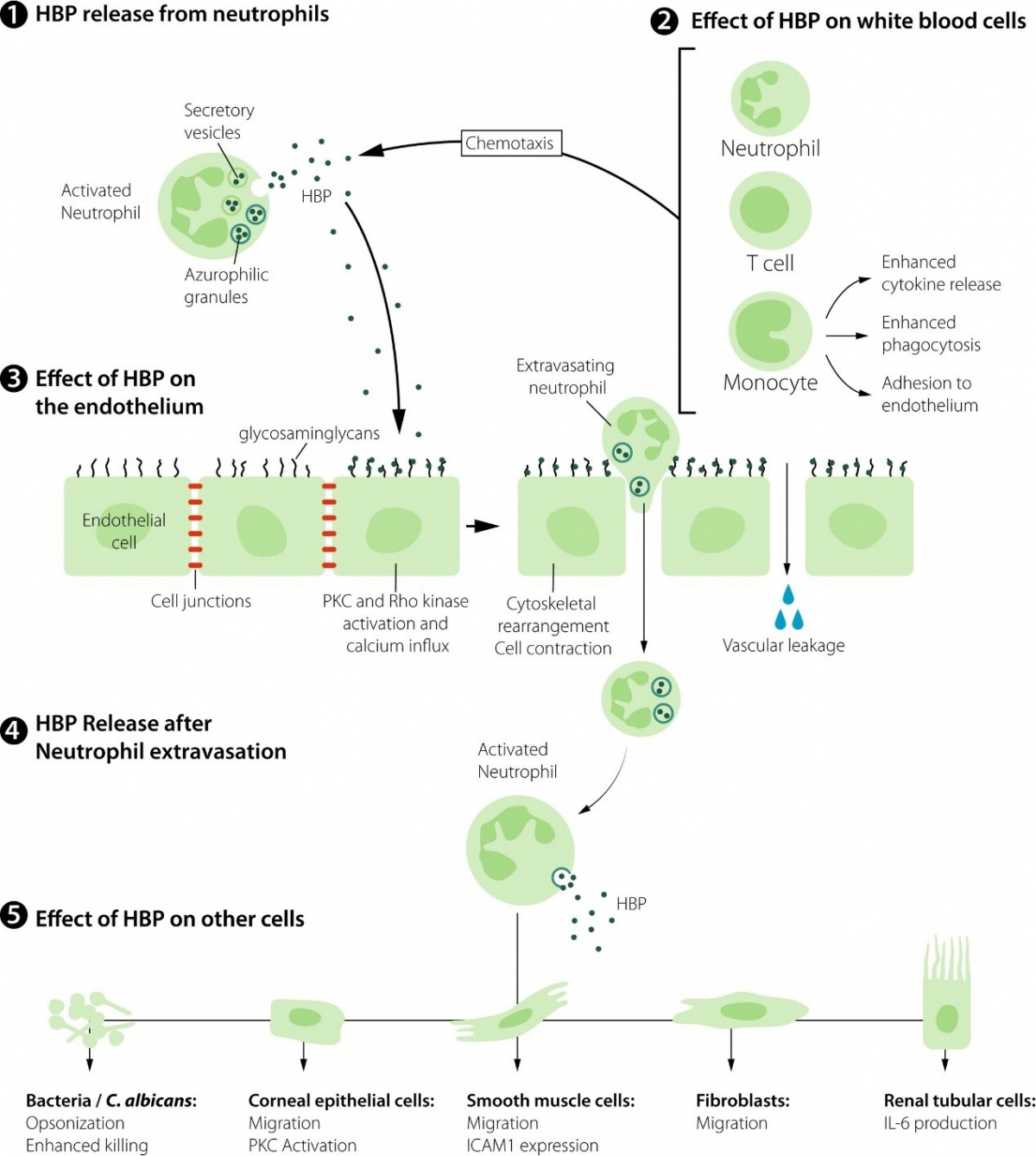 חלבון קושר הפארין - Heparin-binding protein – ויקירפואה